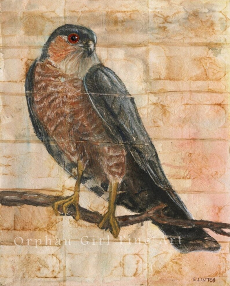 Sharp-shinned Hawk Hawk Art Falcon Art Bird Art Print Bird - Etsy