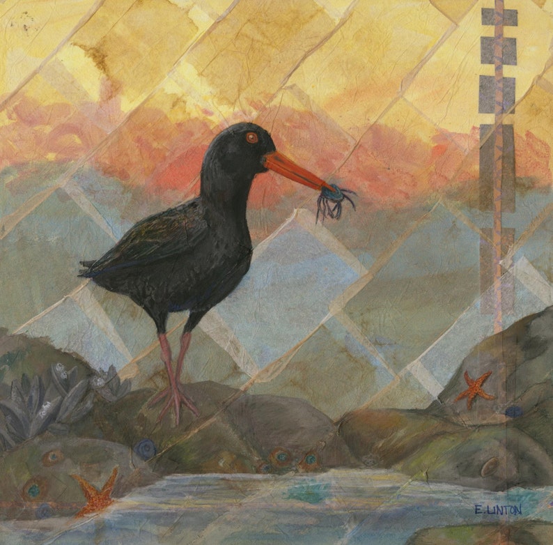 Black Oystercatcher E. Linton Water Bird Art Ocean Bird - Etsy
