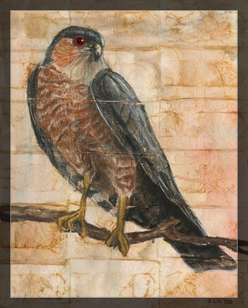 Sharp-shinned Hawk Hawk Art Falcon Art Bird Art Print Bird - Etsy