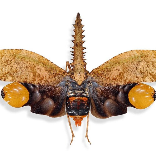 Penthicodes Atomaria ONE REAL Red Pink Fulgorid Indonesia | Etsy