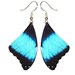 Papilio Phorcas ONE Real Butterfly Blue Green Swallowtail Swordtail ...