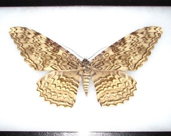 Real Giant White Witch Moth Framed Taxidermy Thysania Agrippina 7.55 ...