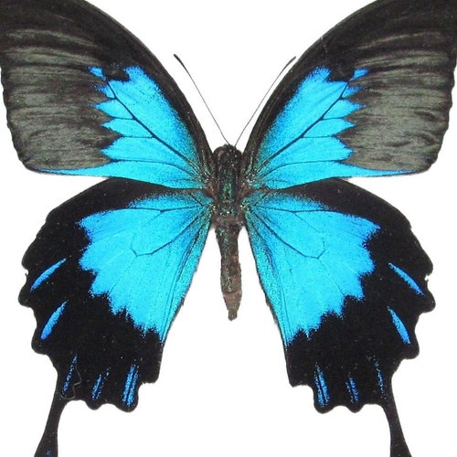 Papilio Bromius ONE Real Butterfly Blue Africa - Etsy