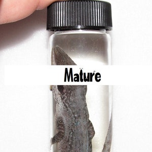 Wet Specimen Real Anole Lizard Reptile Preserved in Glass Vial ...