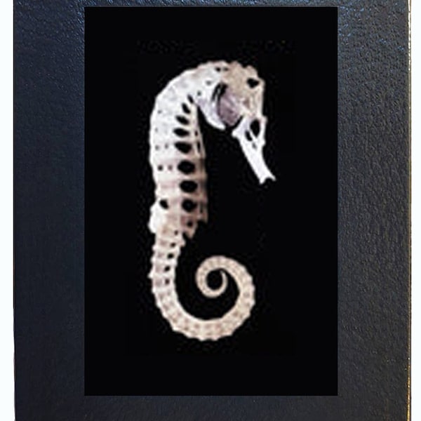 Seahorse Skeleton - Etsy