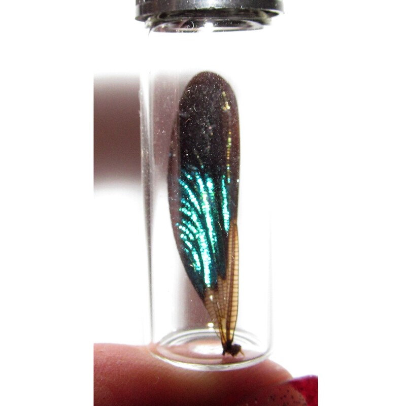 Dragonfly Wing - Etsy