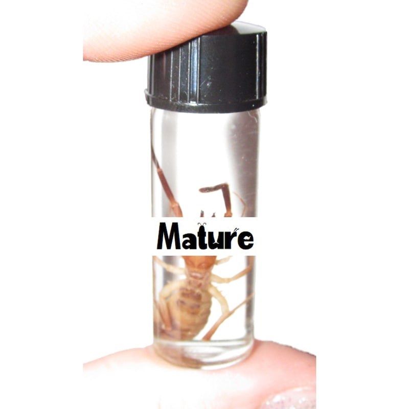 Alcohol Spider - Etsy