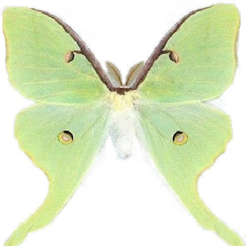 Coloradia Pink Saturn Moth Arizona USA - Etsy