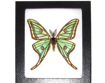 Rare Large Spanish Moon Moth Framed Taxidermy - Graellsia Isabellae - Etsy