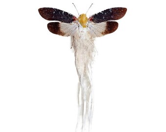 Cyrestis Camillus Black White Mapwing Butterfly Africa - Etsy