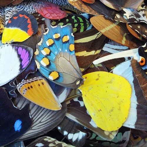 Assorted Beetles Bugs Insects Wholesale Mix Lot Collection | Etsy