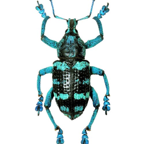 Eupholus Linnei Blue Green Weevil Beetle Indonesia - Etsy