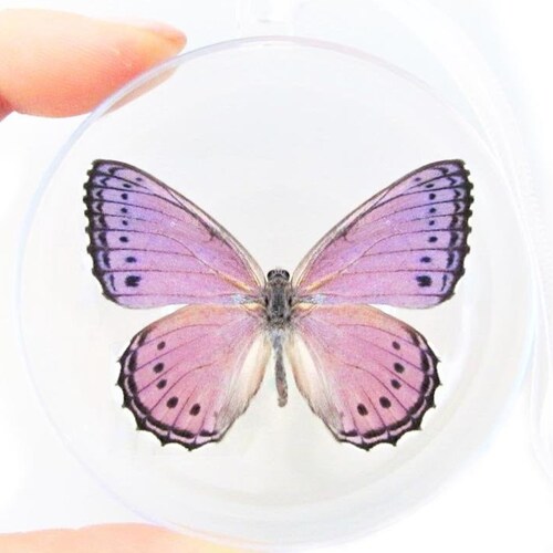 Crenis Pechueli Real Pink Purple Butterfly Christmas Ornament | Etsy