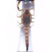 Wet Specimen Real GOLD Desert Scorpion Preserved in Glass Vial ...