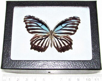 Butterfly skeleton | Etsy