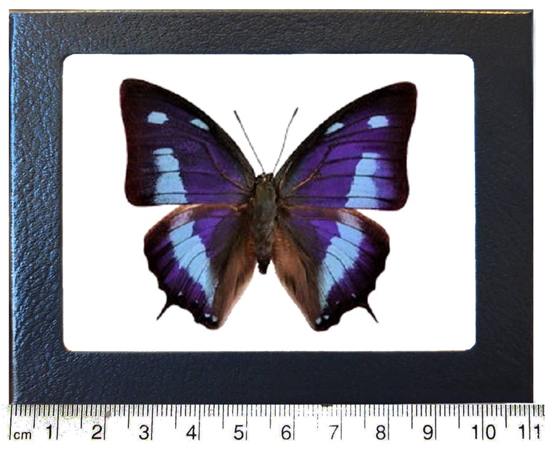 Anaea Cyanea RECTO Blue Butterfly Peru - Etsy