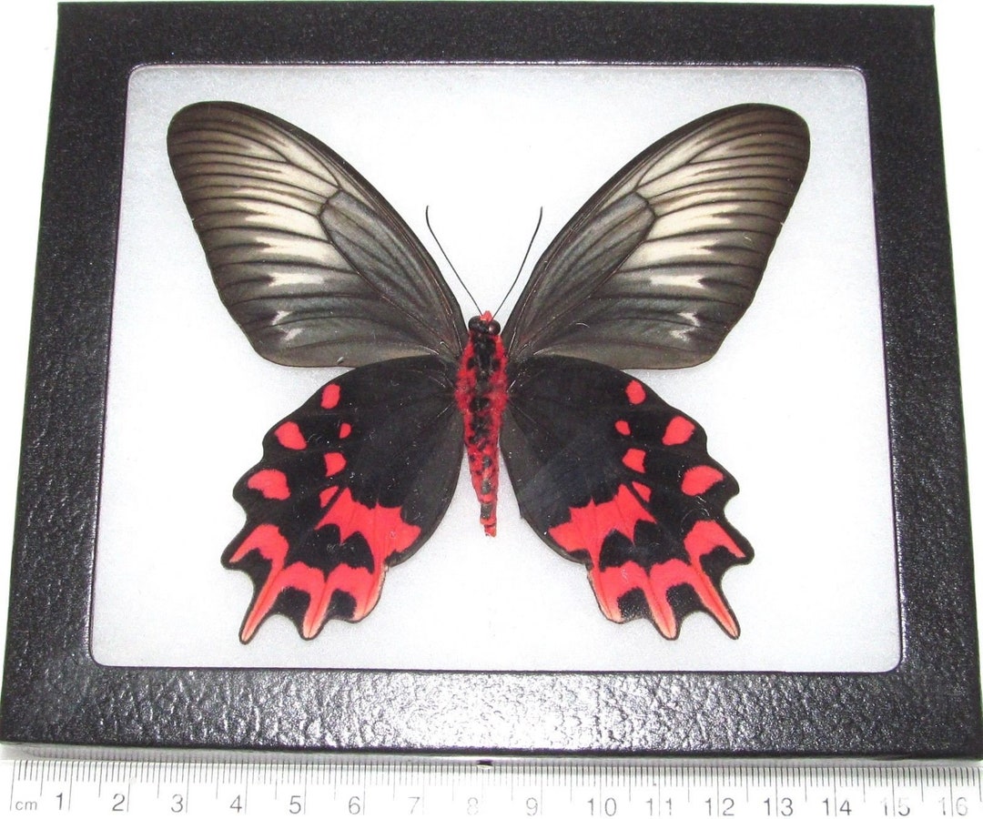 Atrophaneura Semperi FEMALE Pink Red Black Butterfly VERSO Philippines ...