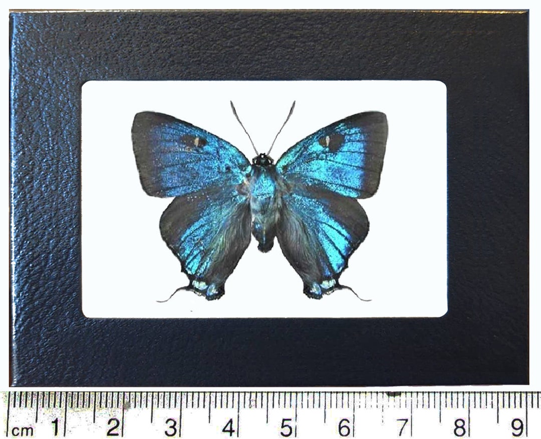 Atlides Halesus Great Purple Hairstreak Blue Butterfly Arizona USA - Etsy