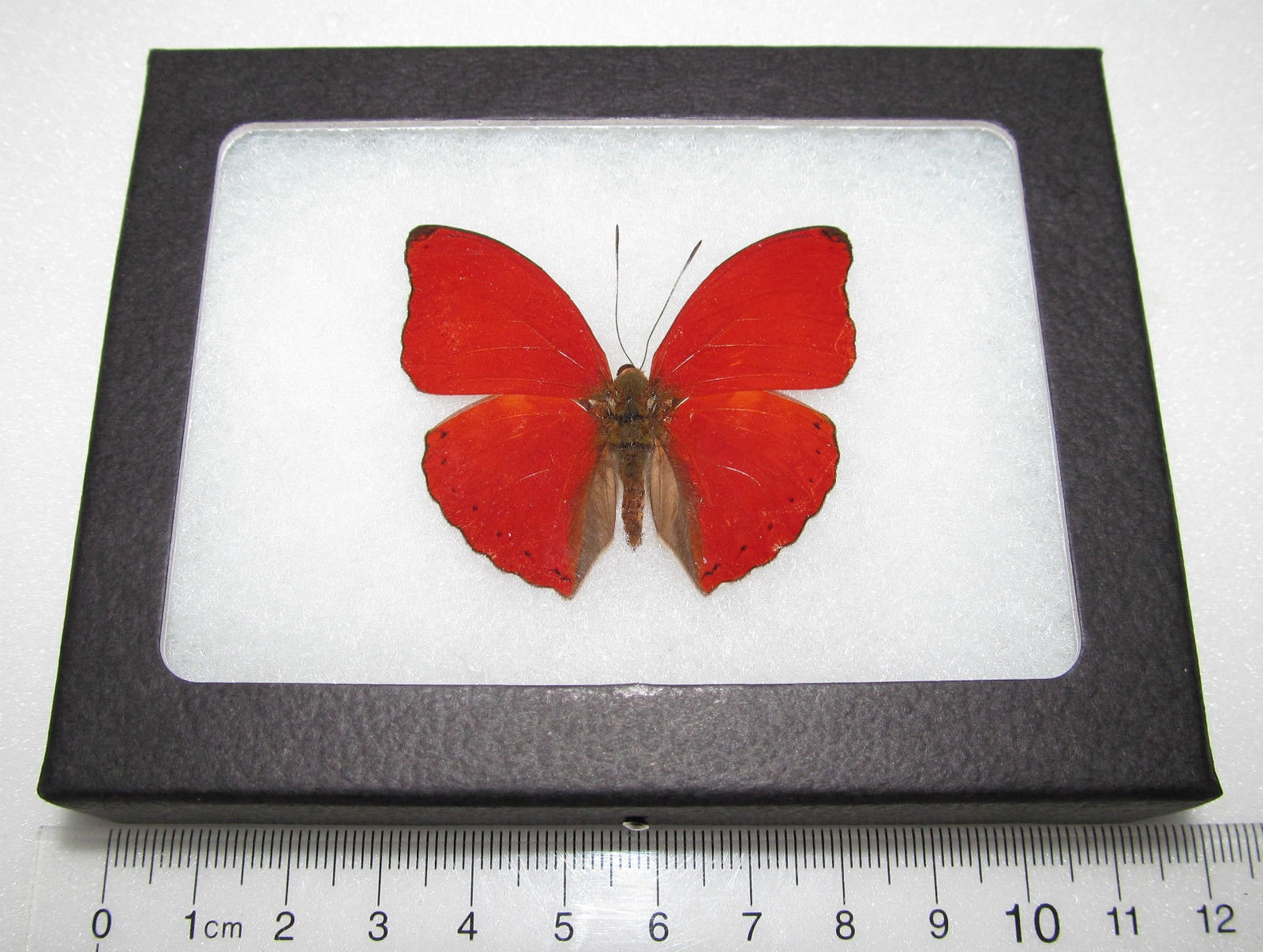 Cymothoe Sangaris One Real Butterfly Red Africa - Etsy