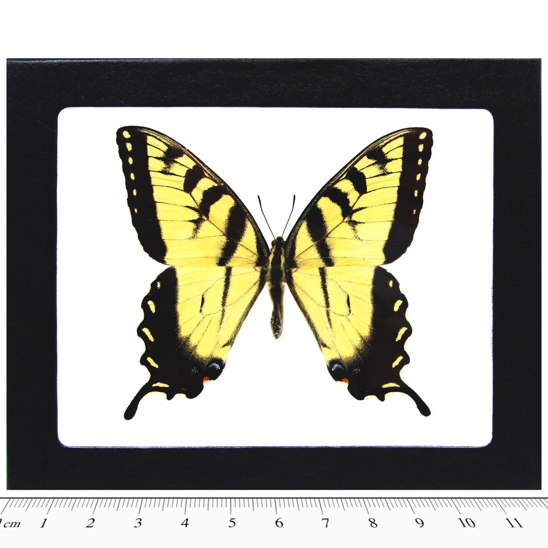 Papilio Glaucus MALE Yellow Black Striped Swallowtail Butterfly Indiana ...