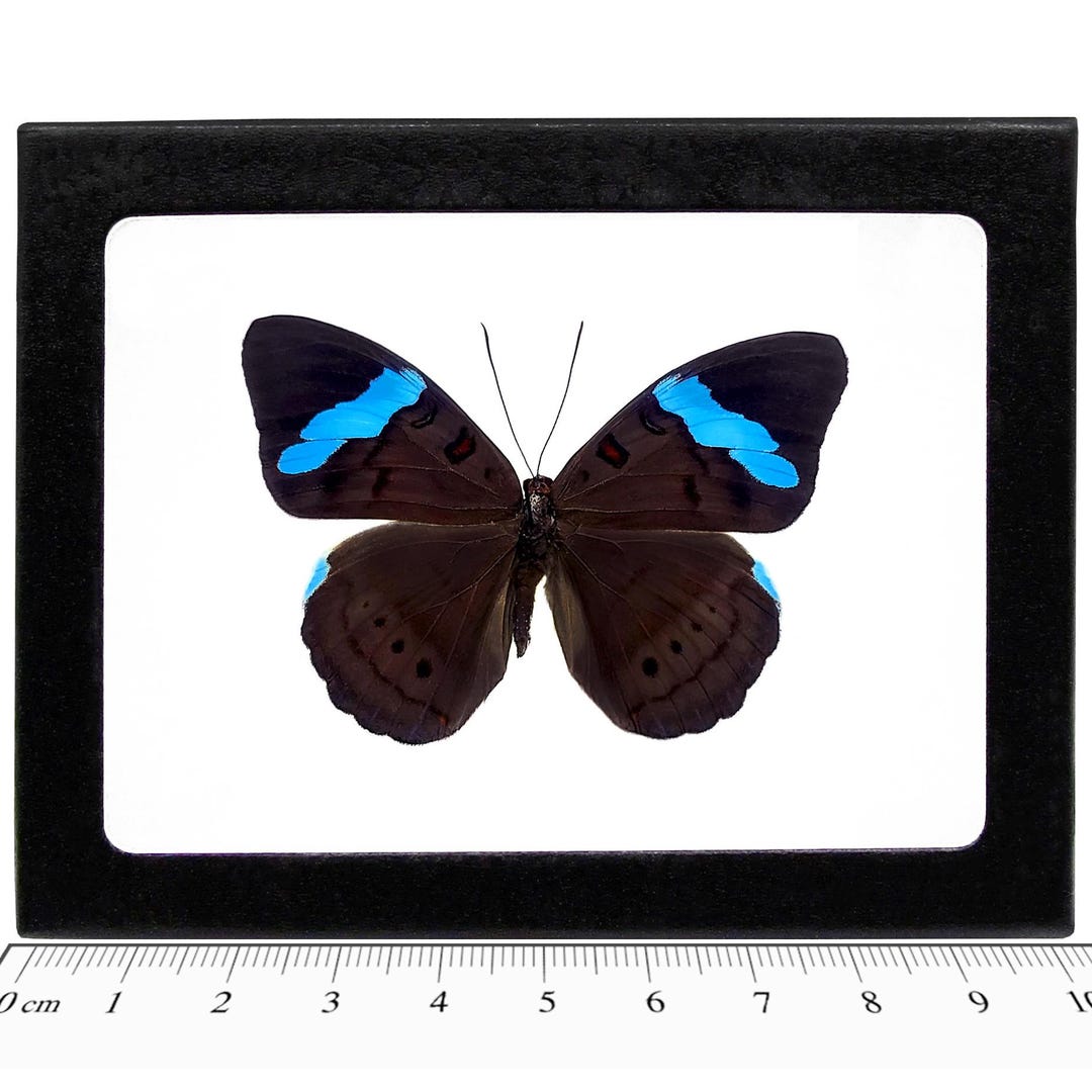 Nessaea Hewitsoni FEMALE RECTO Blue Black Butterfly Peru - Etsy