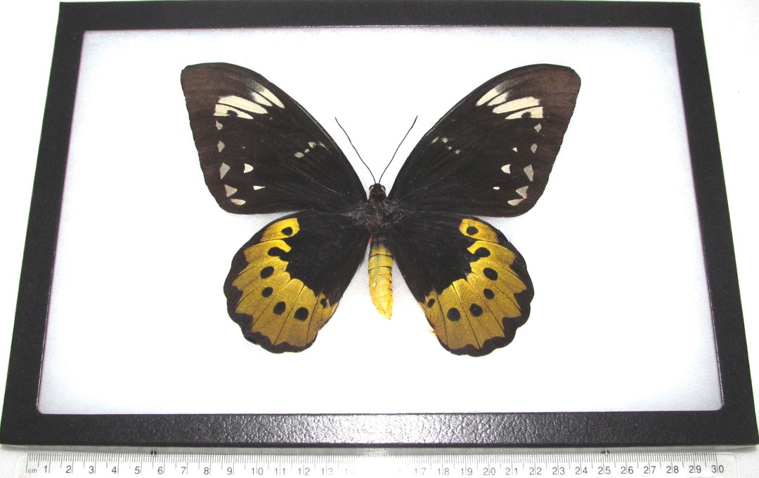Ornithoptera Goliath Supremus FEMALE Birdwing Black Gold Butterfly ...