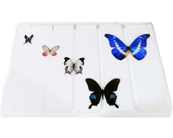 Adjustable Balsa Wood Spreading Board for Butterflies and Moths ...