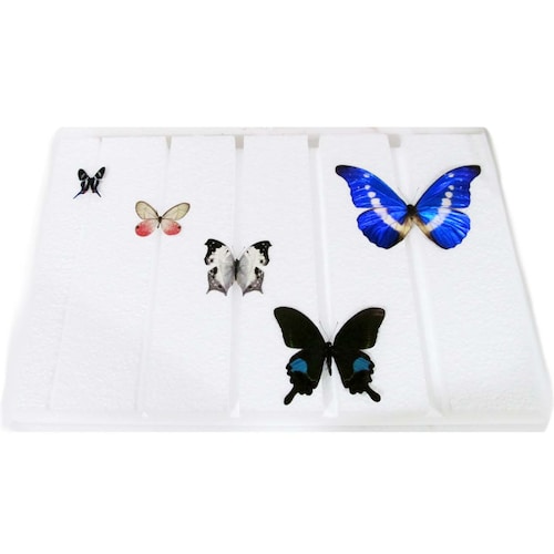 Butterfly Mounting Spreading Board Insect Pinning Board - Etsy