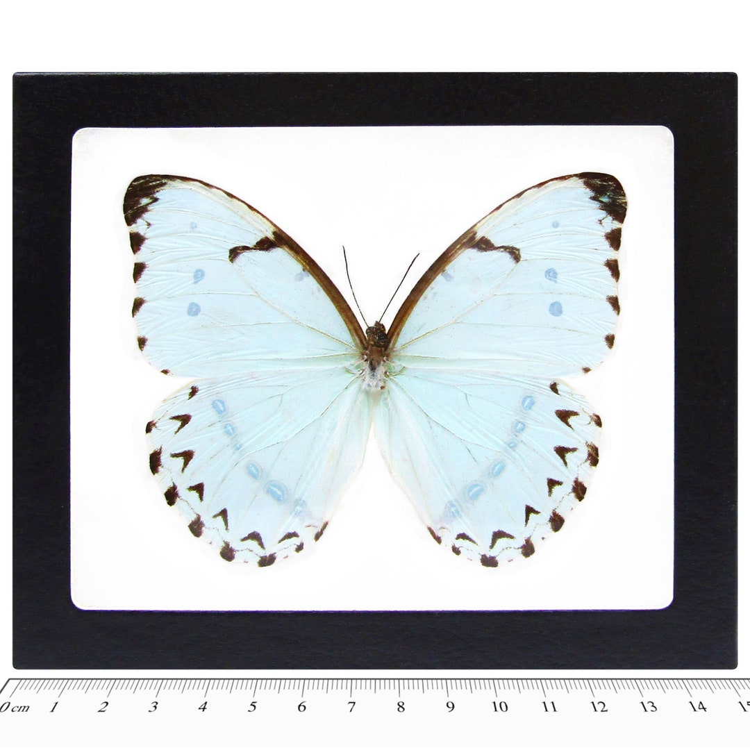 Morpho Catenarius Catenaria White Blue Butterfly Argentina - Etsy