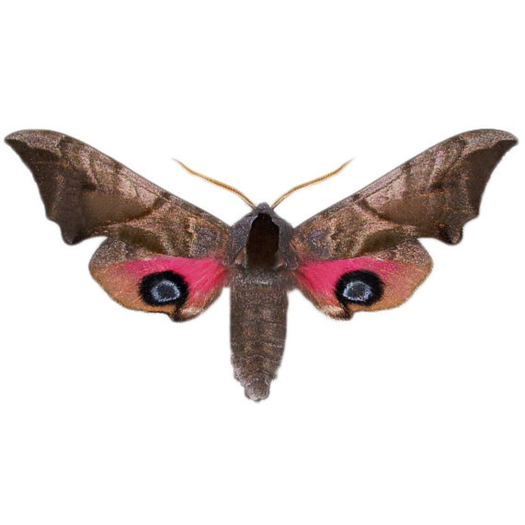 Smerinthus Saliceti Pink Twin Eyed Sphinx Moth Arizona USA - Etsy