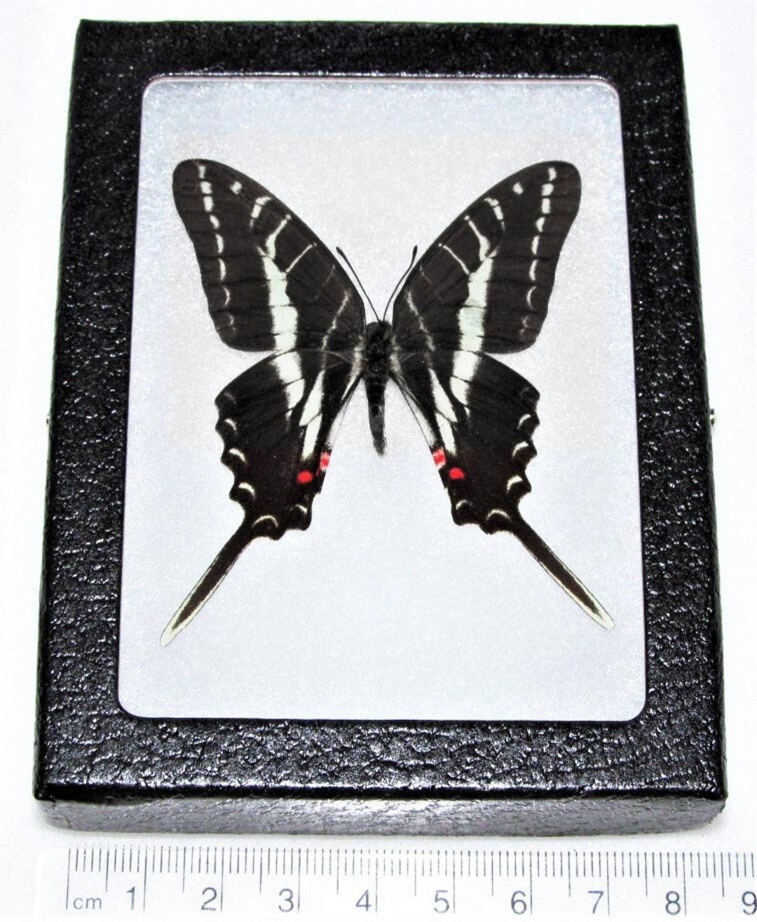 Protographium Philolaus ONE Real Butterfly Red White Black Zebra ...