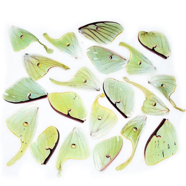 Luna Moth Wings - Etsy