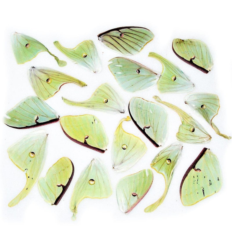 Luna Moth Wings - Etsy