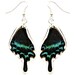 Crenis Pechueli One Real Butterfly Orange Blue Africa - Etsy