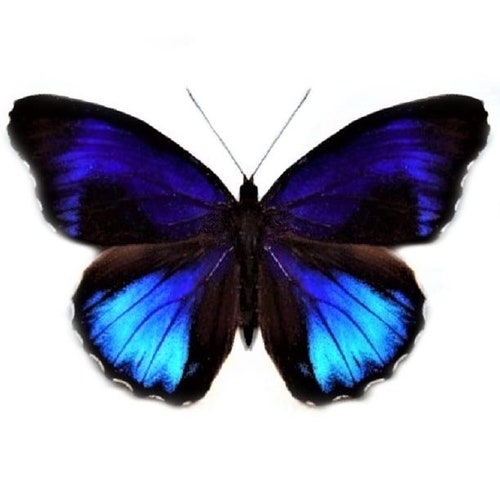 Eunica Excelsa ONE Real Blue Black Butterfly Peru - Etsy