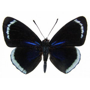 Callicore Kolyma Blue Black Butterfly Peru - Etsy