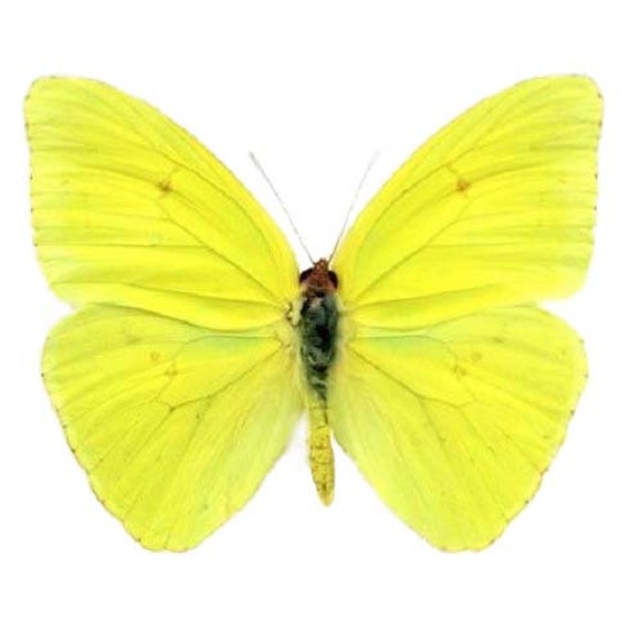 Real Yellow Butterflies