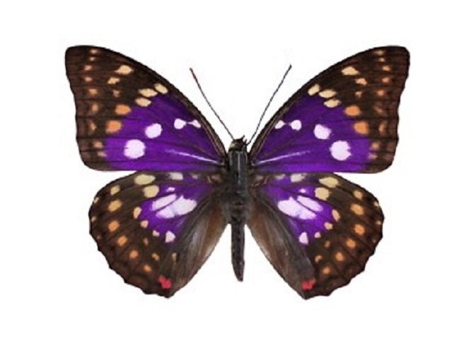 Real Purple Butterflies