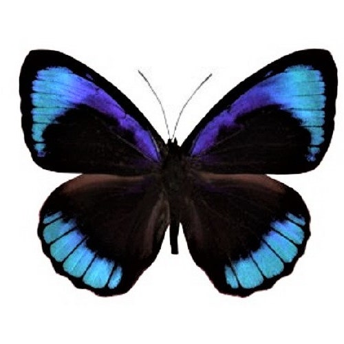 Papilio Bromius ONE Real Butterfly Blue Africa - Etsy