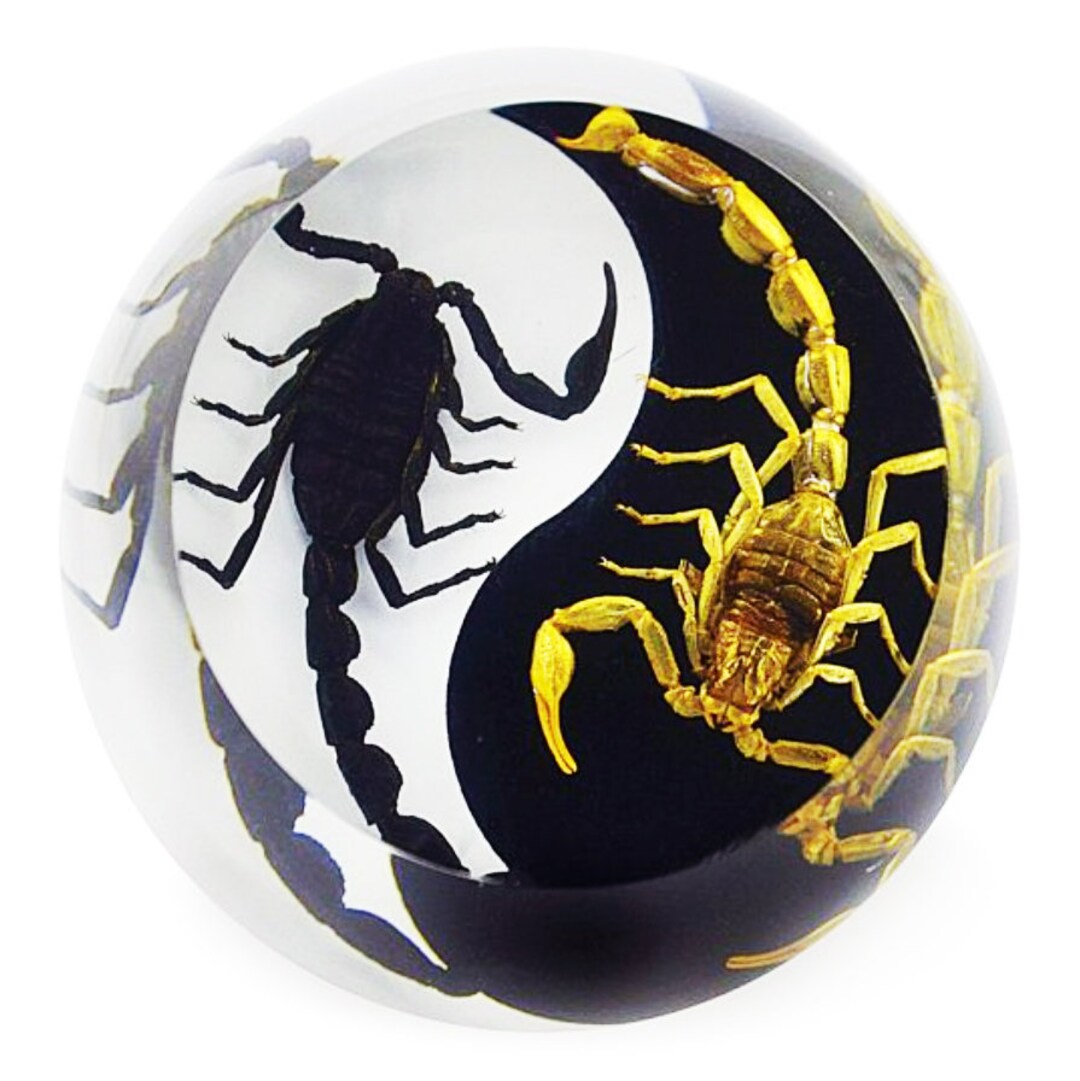 Black Gold Scorpions Yin Yang Resin Display - Etsy