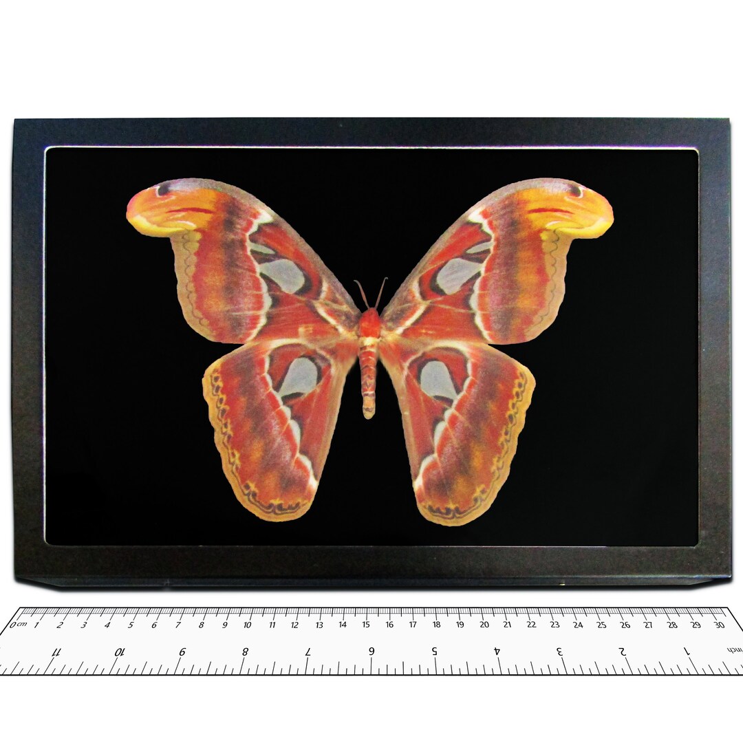 Attacus Atlas Female BLACK BACKGROUND Snake Mimic Saturn Moth Indonesia ...
