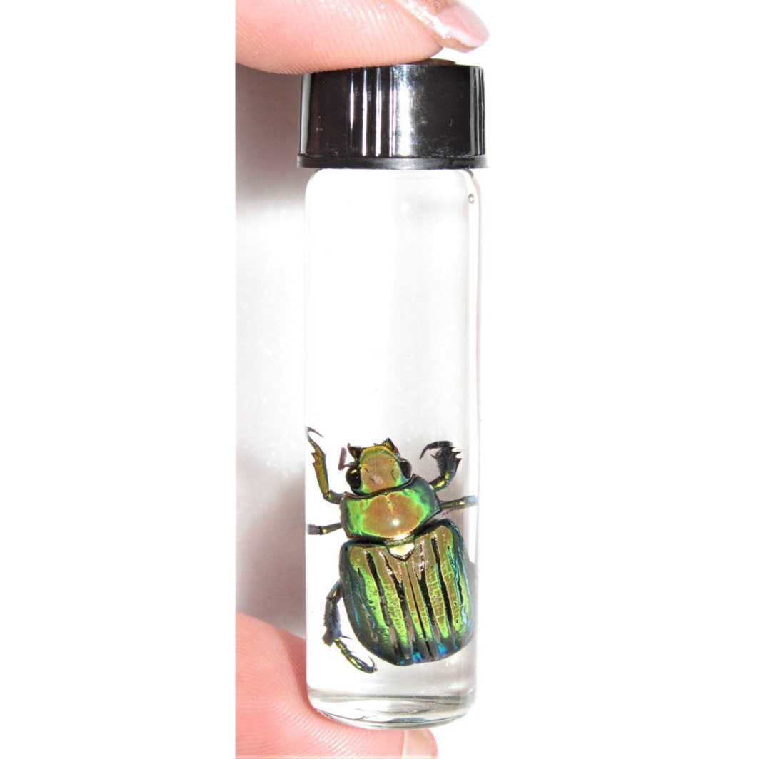 Chrysina Gloriosa Green Gold Scarab Beetle Preserved Wet Specimen ...