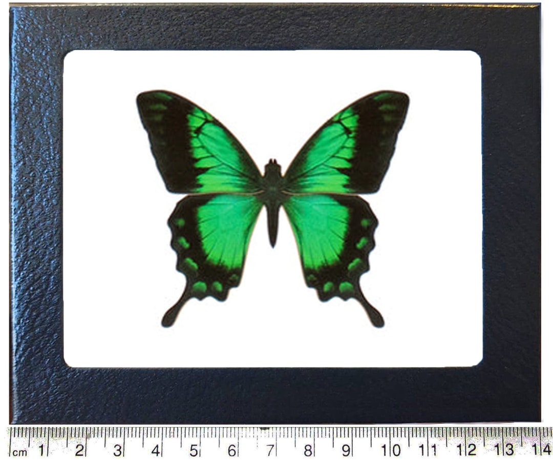 Papilio Lorquinianus REPLICA Framed Blue Green Swallowtail Butterfly ...
