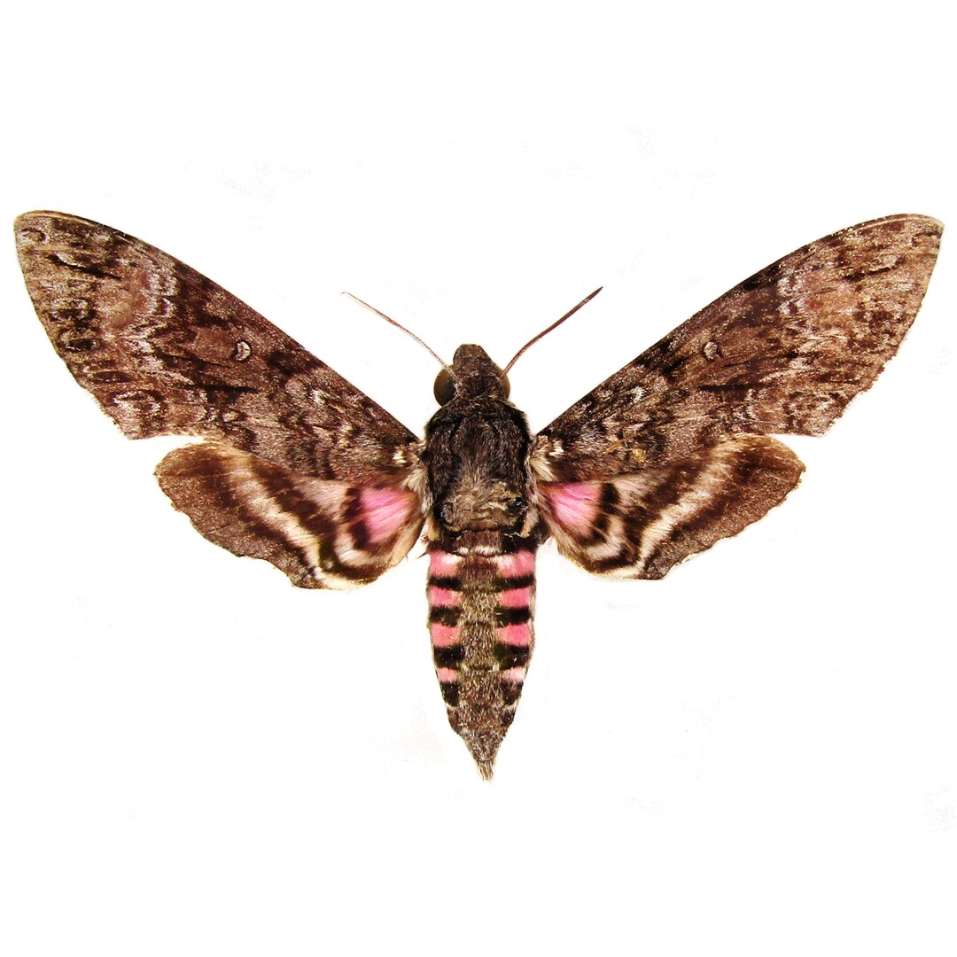 Agrius Cingulatus Pink Sphinx Moth Guatemala - Etsy