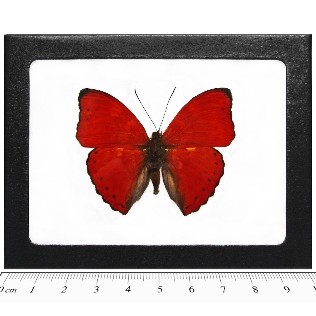 Cymothoe Sangaris One Real Butterfly Red Africa - Etsy