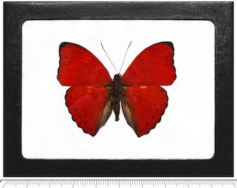 Blood-red Glider, REAL Cymothoe Sangaris Butterfly - Etsy
