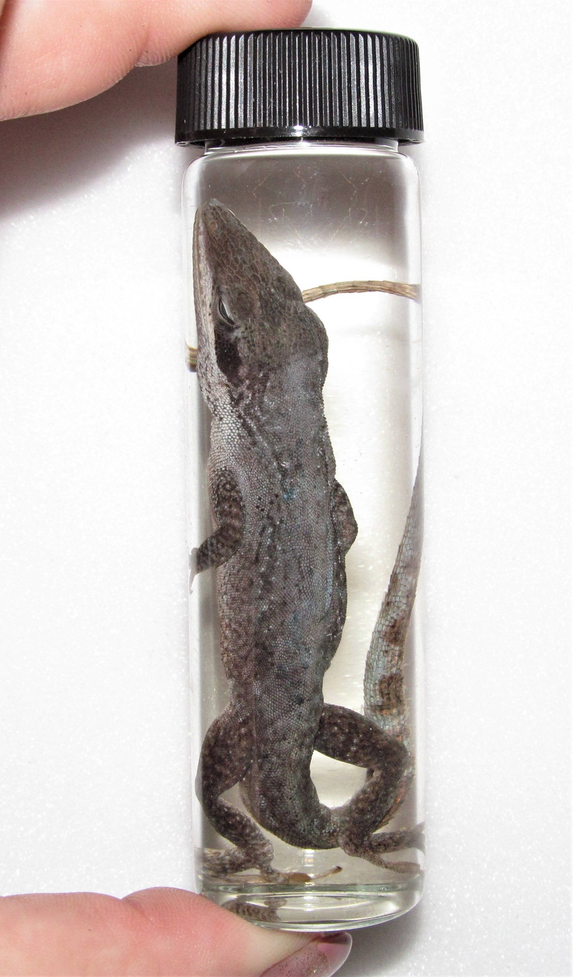 Wet Specimen Real Anole Lizard Reptile Preserved in Glass Vial - Etsy