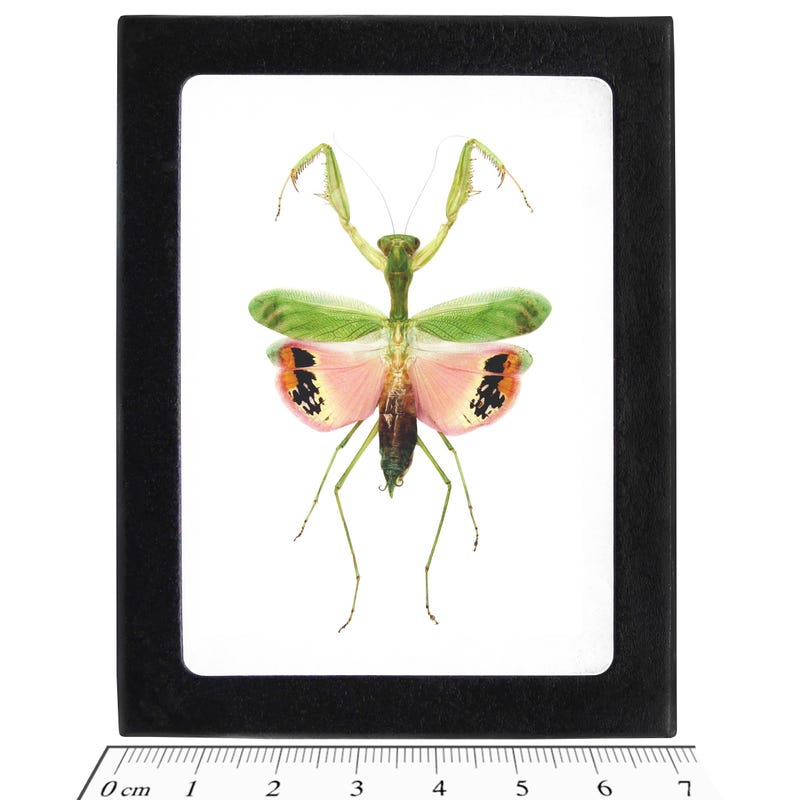 BicBugs - Etsy