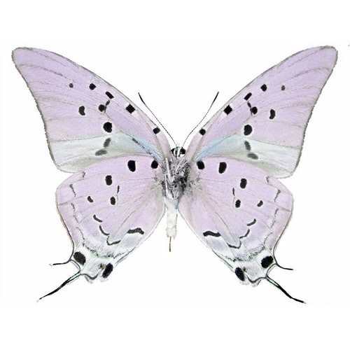 Coloradia Pink Saturn Moth Arizona USA - Etsy