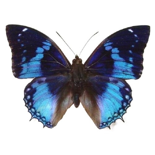 Papilio Bromius ONE Real Butterfly Blue Africa - Etsy